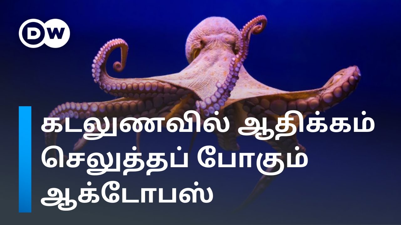 Overfishing problem மீன்களுக்கு மாற்று ஆக்டோபஸ்? பண்ணை வைத்து ...