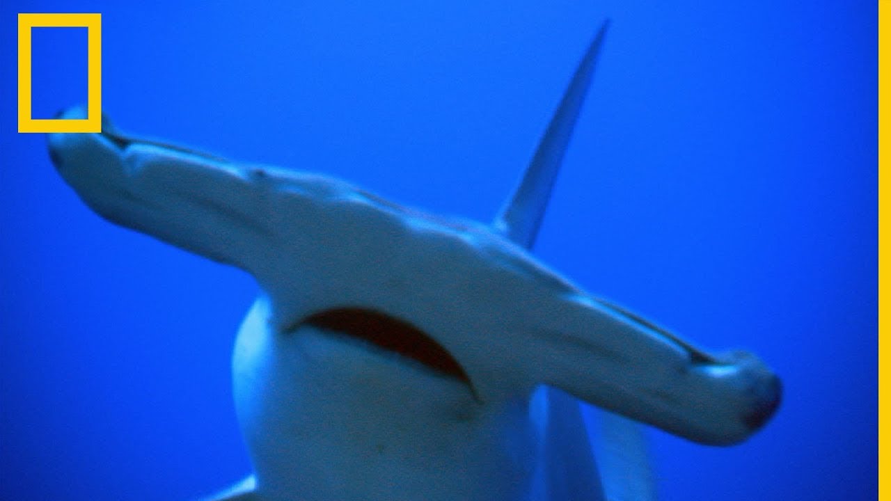Los tiburones martillo, unos cazadores aventajados | National ...