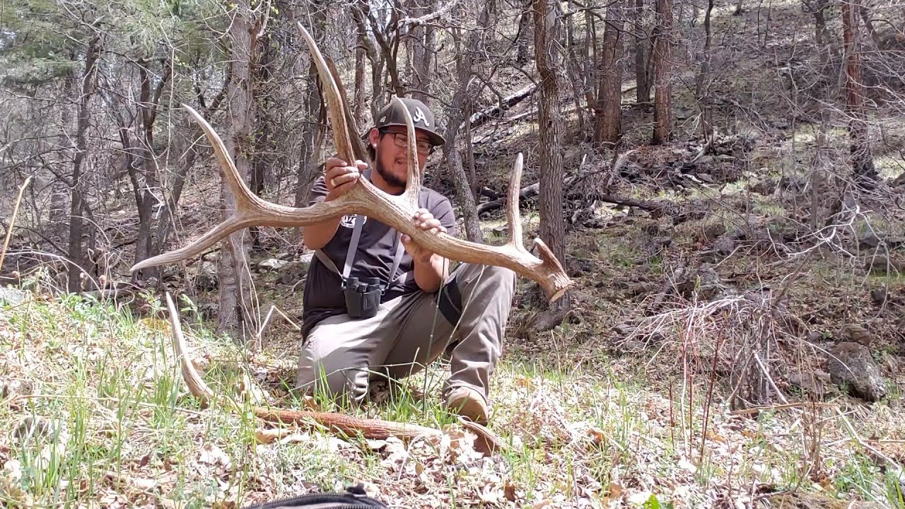 Shed Hunting WMAT | FREAK BULL - YouTube