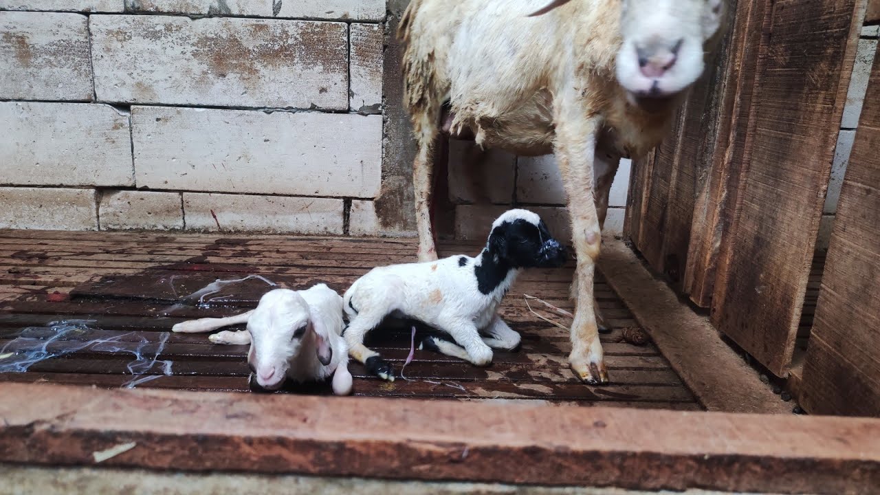 Membantu Domba proses melahirkan domba | Hasil kawin domba dorper dan ...