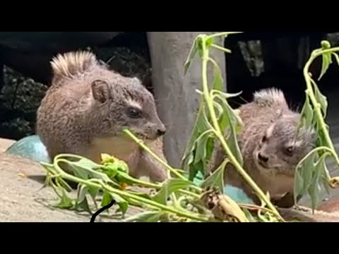 FIGHTING HYRAX CLOSE UP! + Fighting Twin Sister Hyraxes! - and one ...