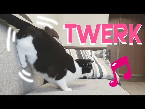Wigle! Wigle! TWERK !