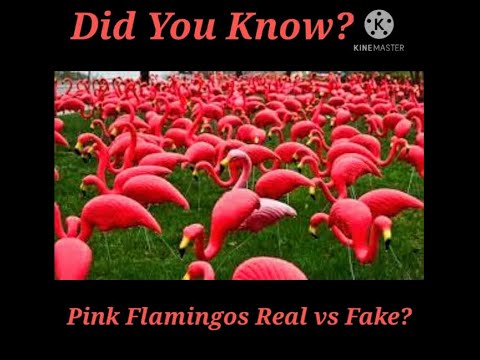 Do You Know About the Real Vs Fake Pink Flamingo? - YouTube