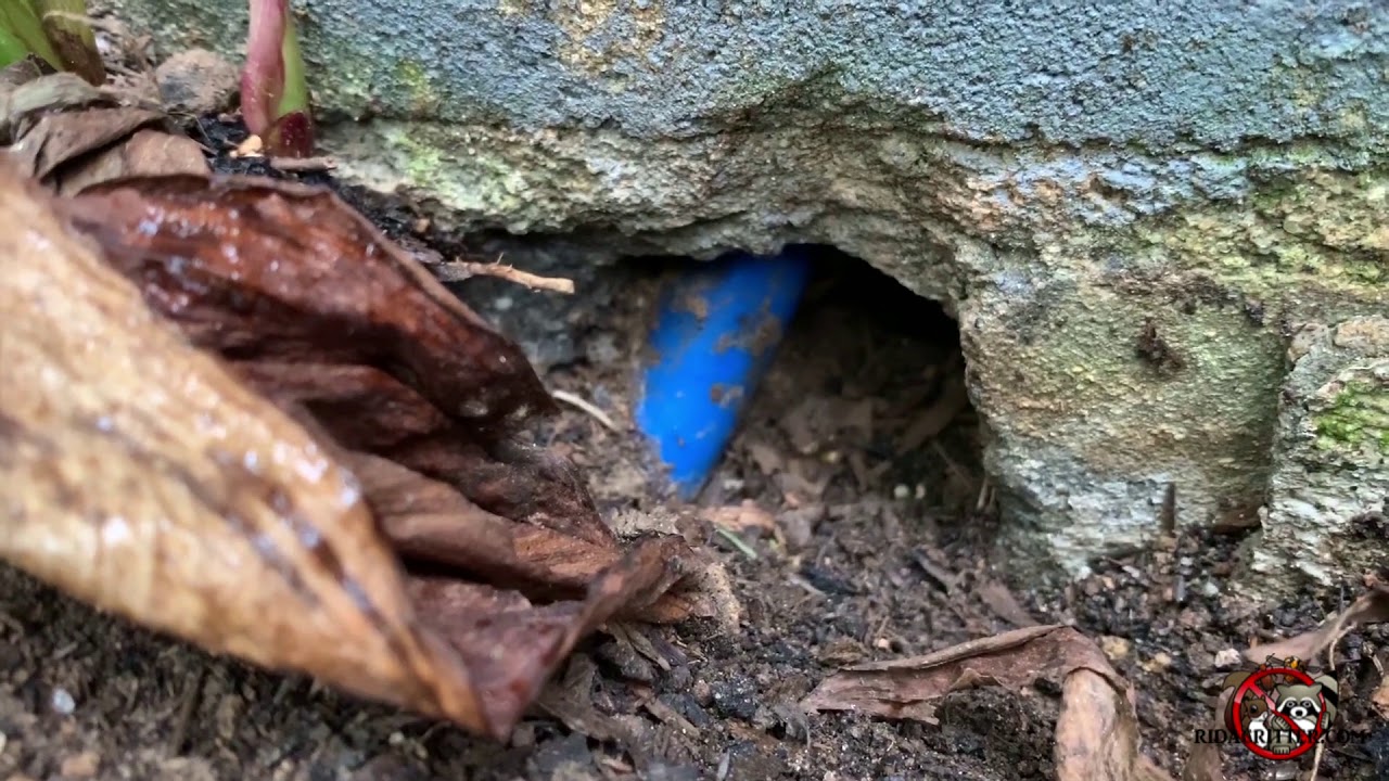 Norway Rat Burrow Leading Into a Garage - YouTube