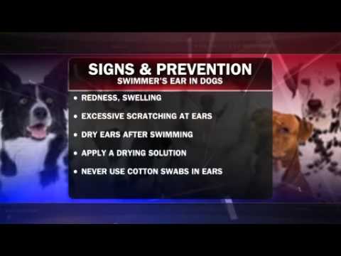 Avoiding Swimmer's Ear for Your Dogs -- Ask a Vet with Dr. Jyl Rubin ...