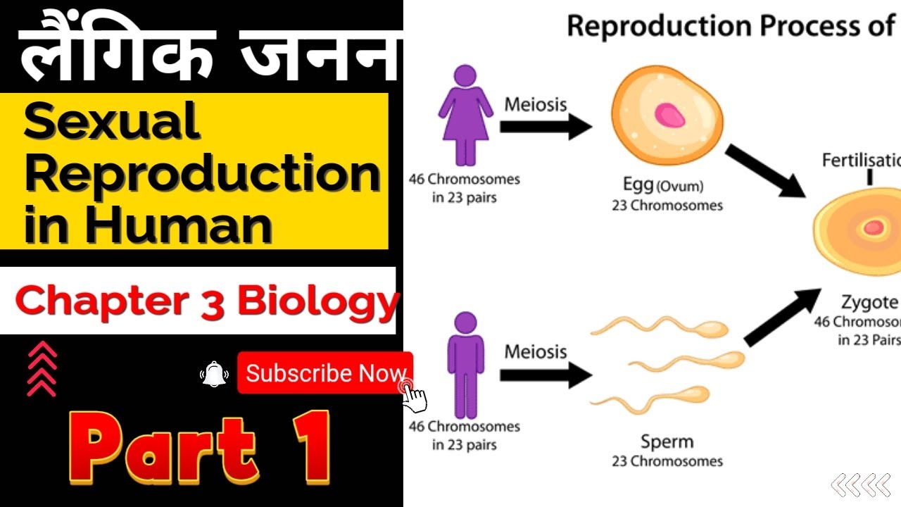 Sexual reproduction in Human।। लैंगिक जनन मनुष्य में।। 12th Biology ...