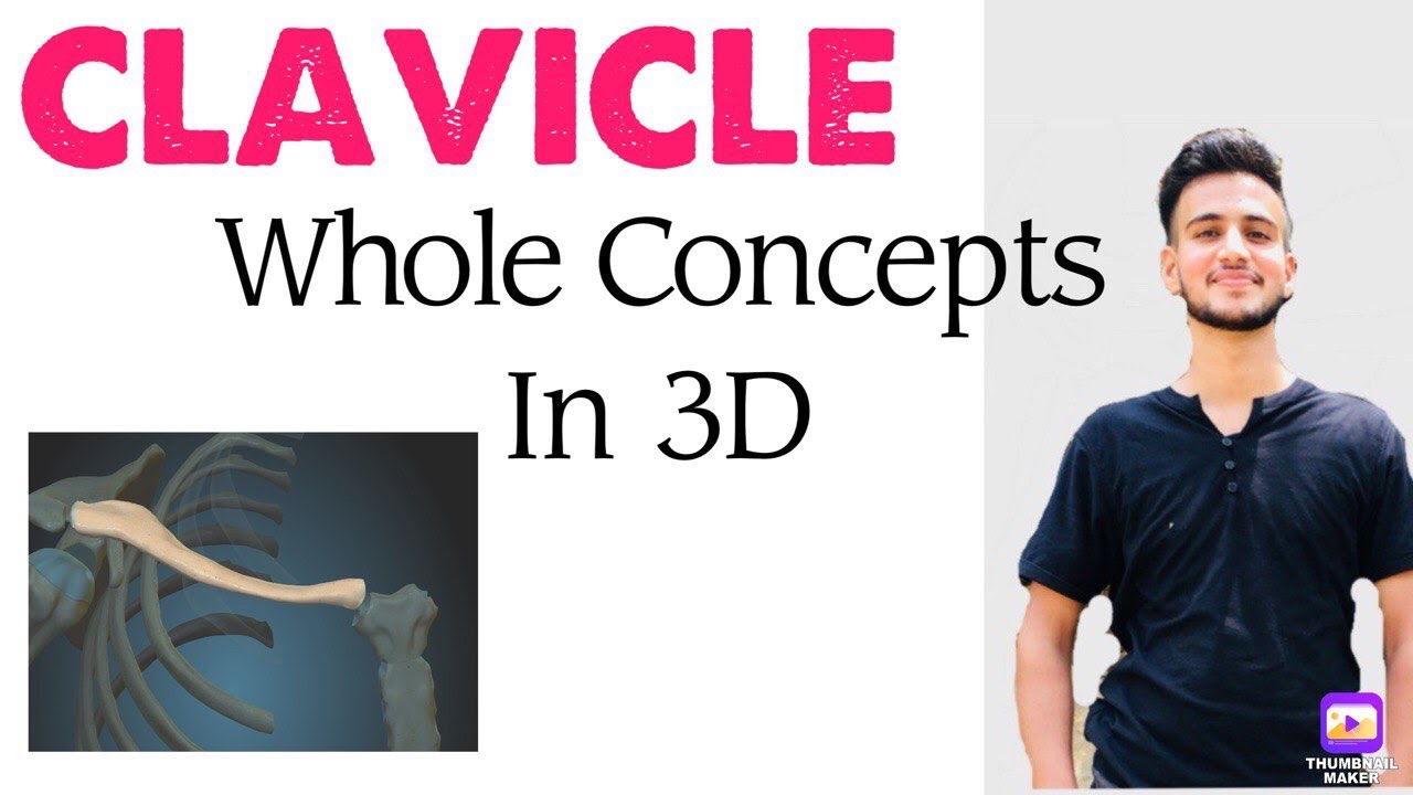 CLAVICLE |Clavicle Anatomy 3d |Attachments - YouTube