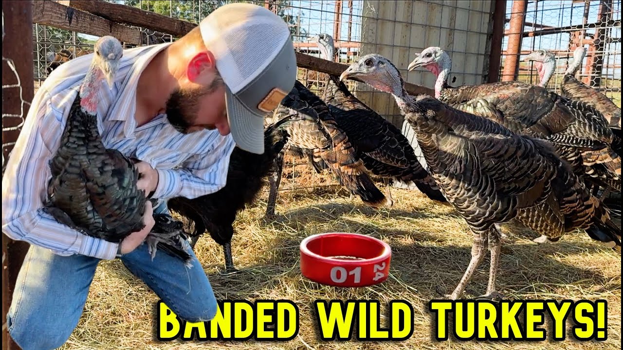 We Banded Our WILD Turkeys! Release or Raise!? - YouTube