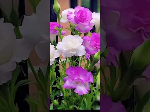 Abdullah papur Sen Sen