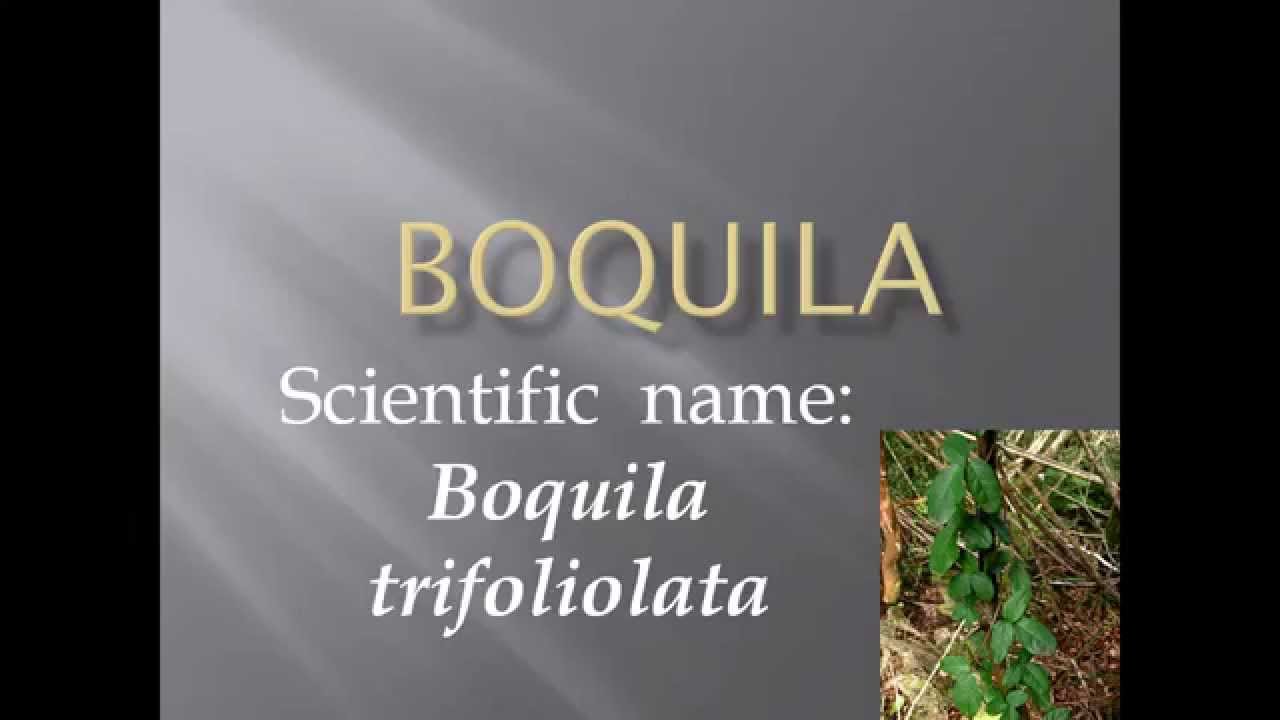 Pronunciation, Picture and Scientific name of fruit BOQUILA - YouTube