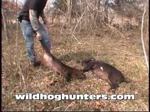 Wild Hog Hunters Hog Hunting Compilation pt. 1 - YouTube