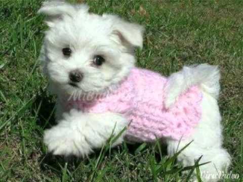 Top 10 los perritos mas bonitos del mundo - YouTube