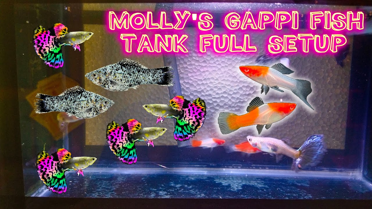 Molly Gappi Fish Tank Full Setup Part 3 - YouTube
