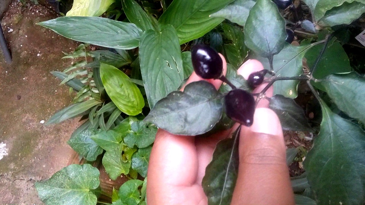 pimenta preta - YouTube