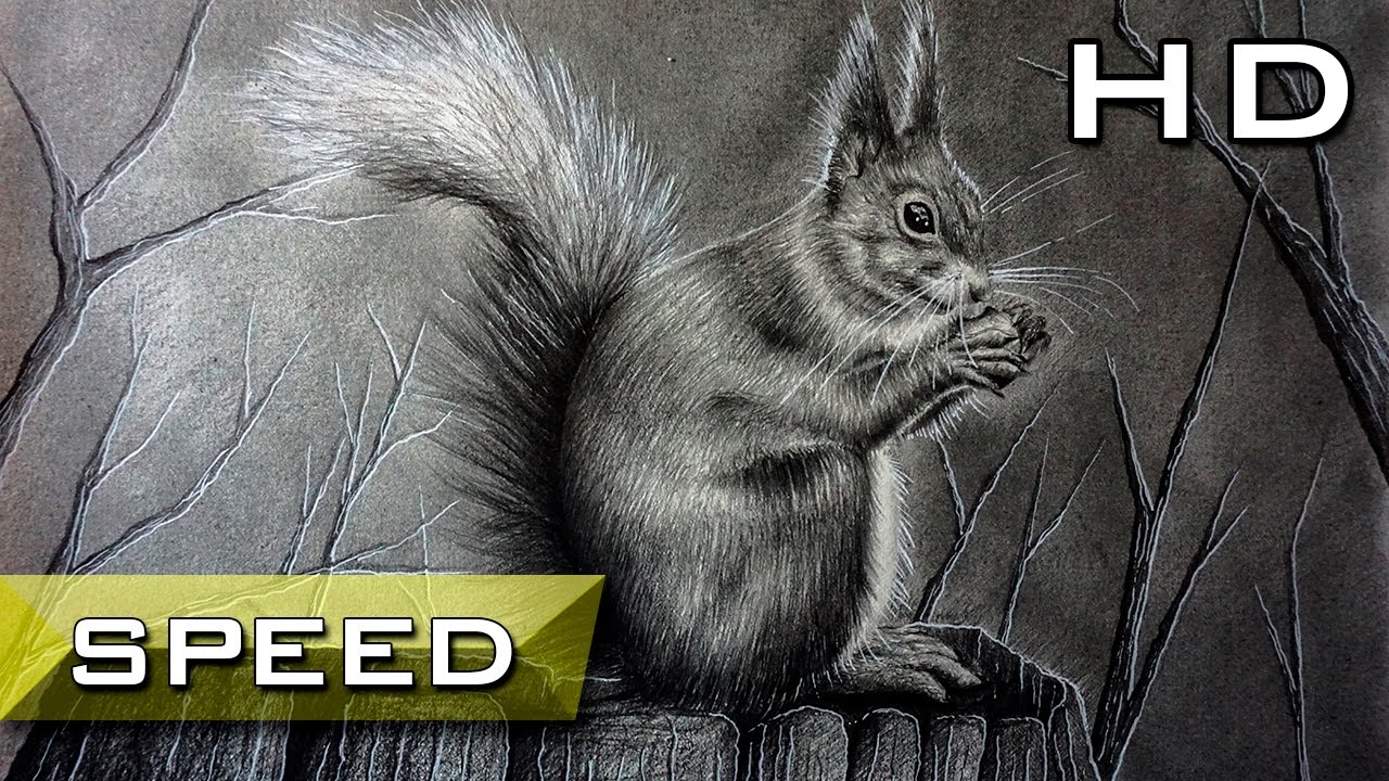 Speed Drawing Red squirrel with Pencil - Timelapse - YouTube