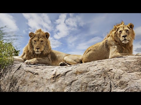 No Copyright Wildlife Animals on Safari - Free HD Videos.#forest # ...