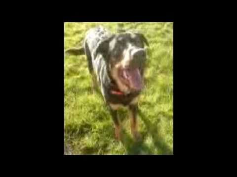 my dogs playing frisbee...to a mix of dj io and edinburgh punk band ...