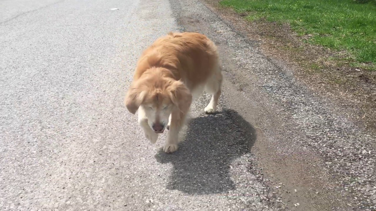 Definitely got Spring in his Step - YouTube