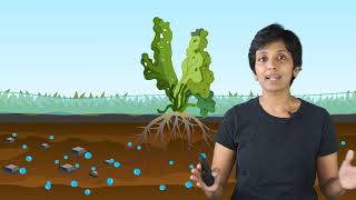 11. Why do plants need water - Crop production and management