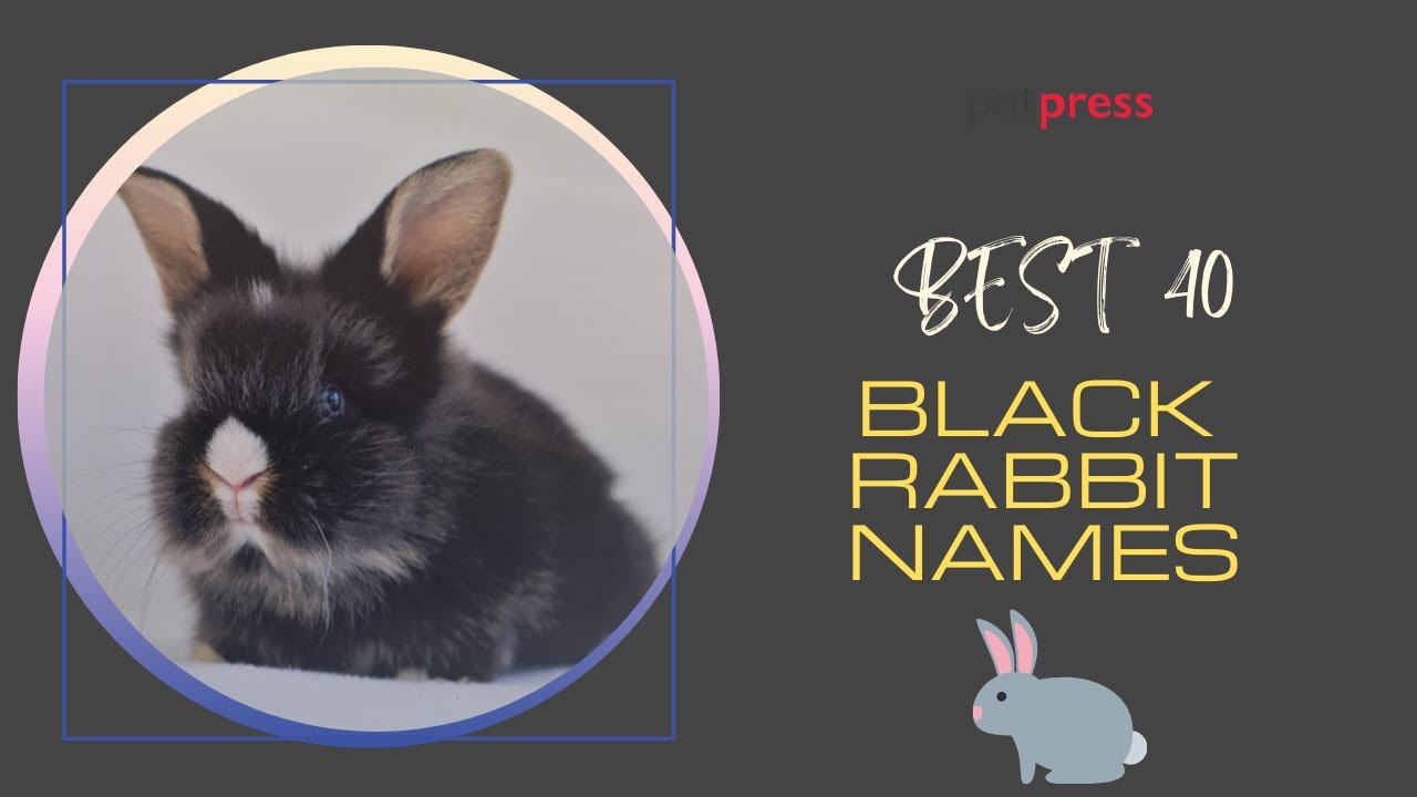 🐰 Best 40 Black Rabbit Names For Your Furry Friend | PetPress - YouTube