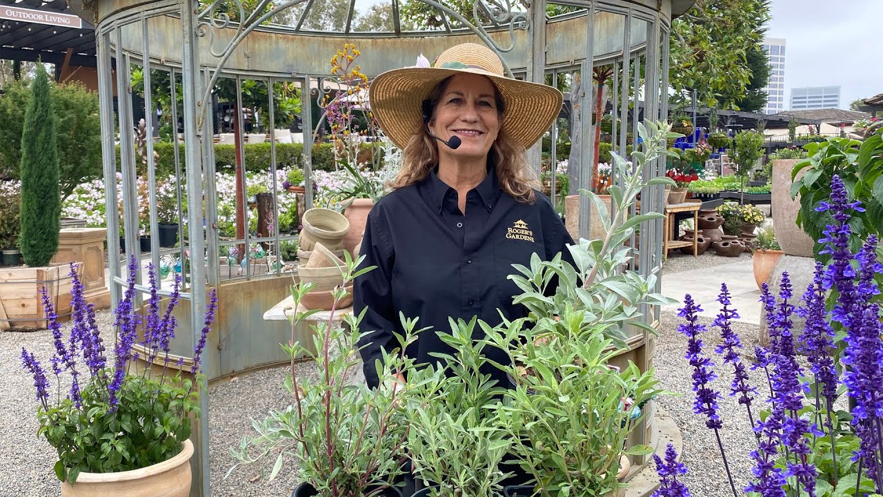 Native Sages: the Complete Guide - YouTube