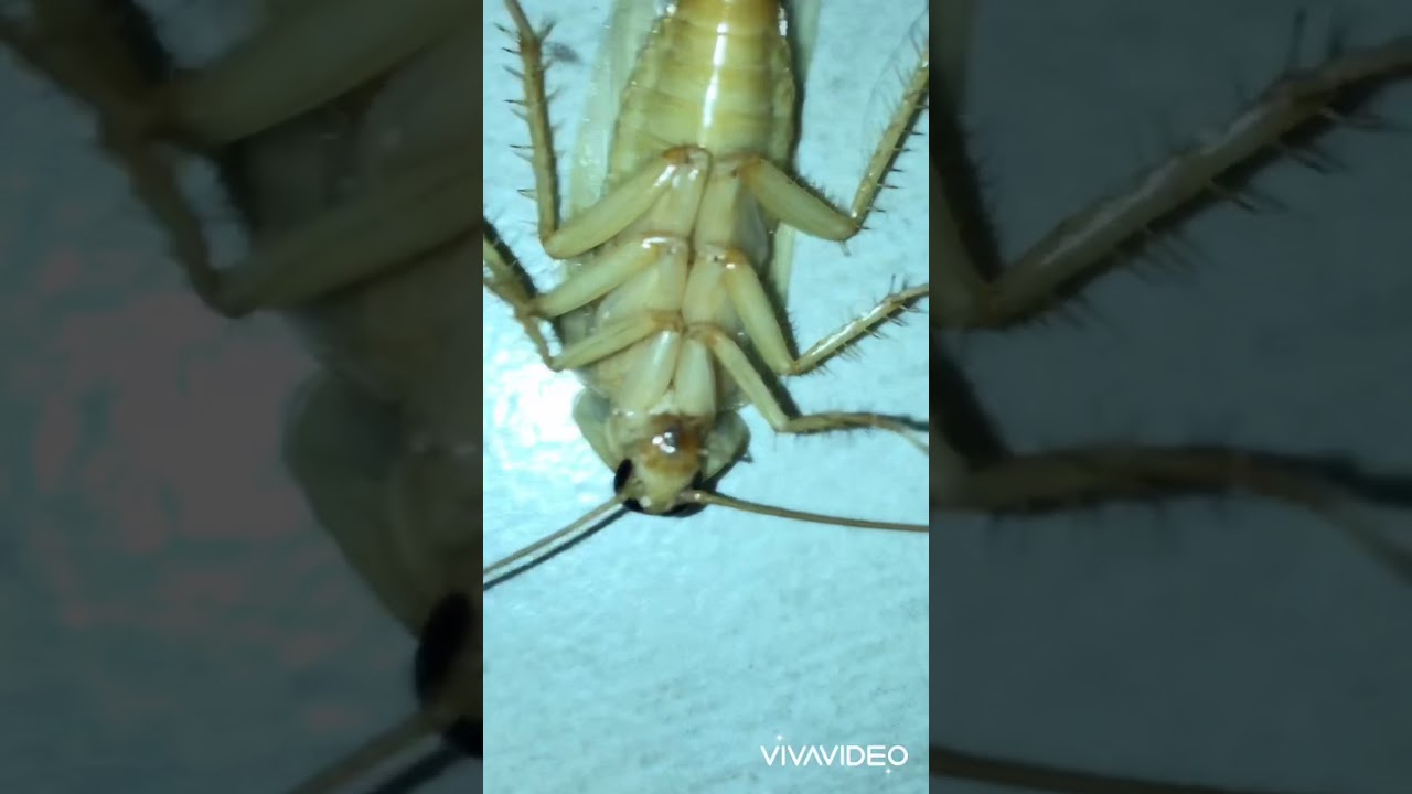 Albino cockroach - YouTube