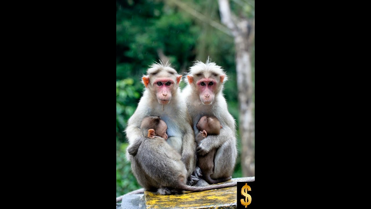 Stock Market and The Monkey Story - YouTube