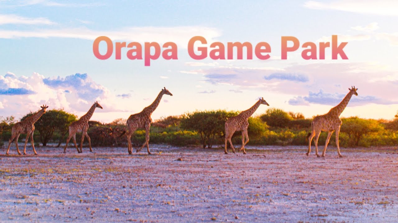 Orapa Game Park - A Visual Journey - YouTube