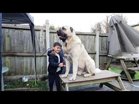 Ayıboğan dev Kangal ve çocuk.....