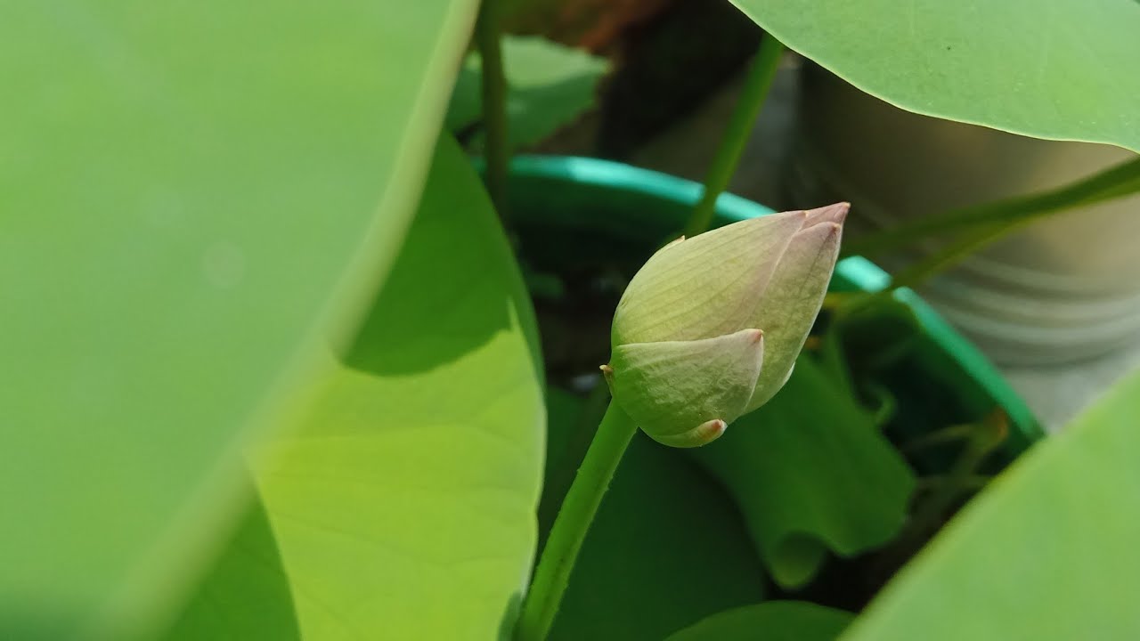 micro Lotus planting method update video (Bengali) My Dreamgarden - YouTube