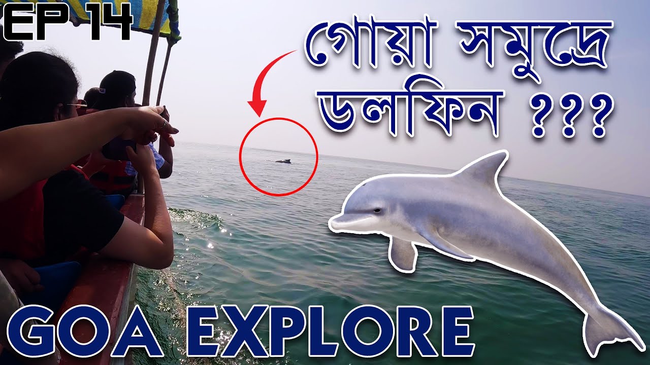 ডলফিন দেখুন! গোয়া সমুদ্রে 😍 GOA Explore | Dolphin View | EP 14 - YouTube