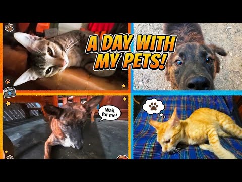 How I spend my weekends| A day with pets