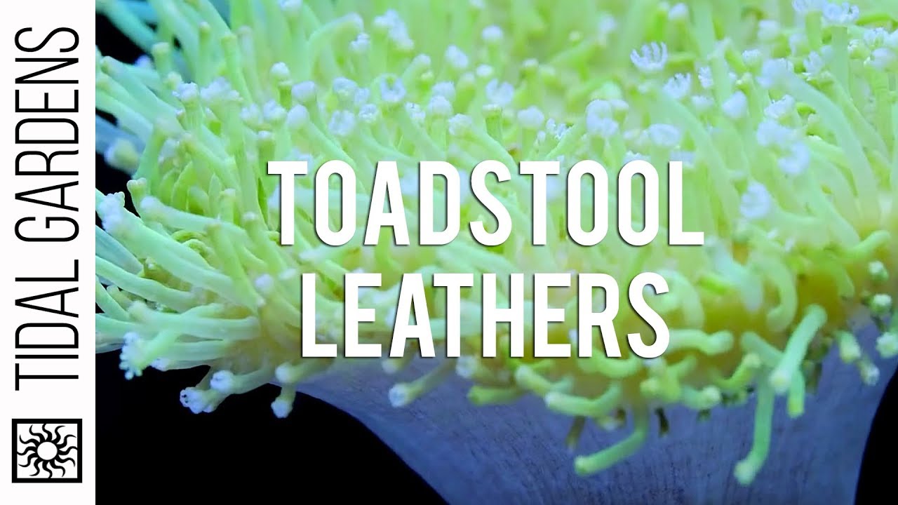 Sarcophyton Toadstool Leather Corals - YouTube