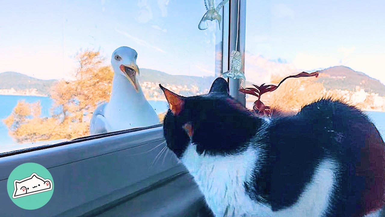Mean Seagull Makes Peace With A Cat | Cuddle Buddies - YouTube