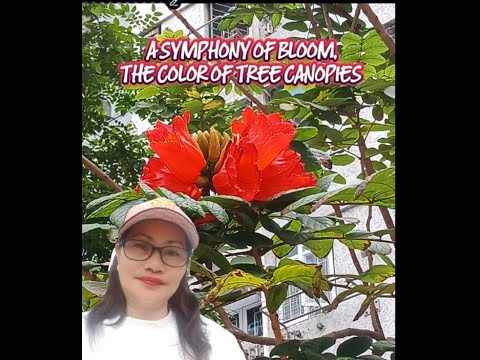 THE COLOR OF TREE CANOPIES @lenlineofwvlog0601 - YouTube