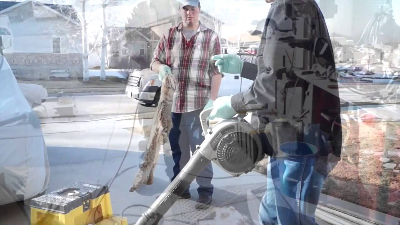 Bobcat Fur Put-Up - YouTube