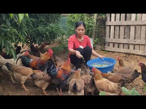 Duyen, tavukları sağlıklı olduğunda ve bu da bereketli bir hasadın habercisi olduğunda mutlu olur.
