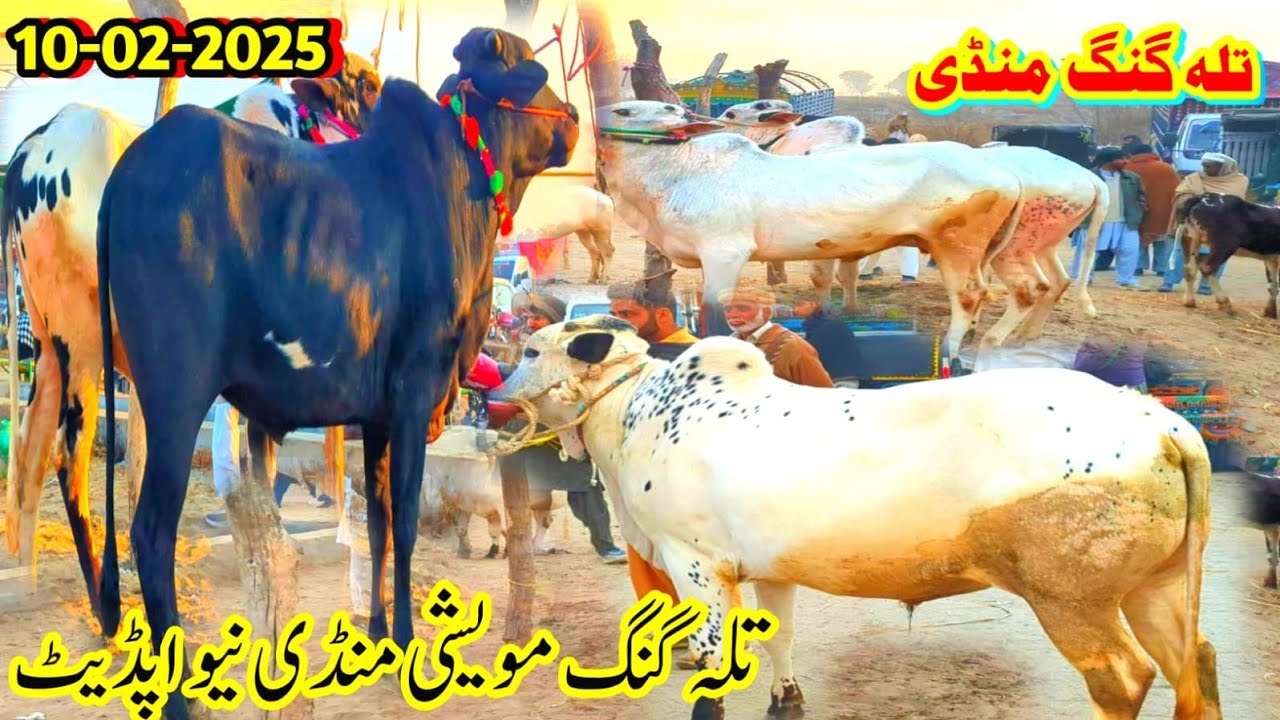 4k-Video Talagang Mandi| Talagang | Cow Calf Rates in Talagang Mandi ...
