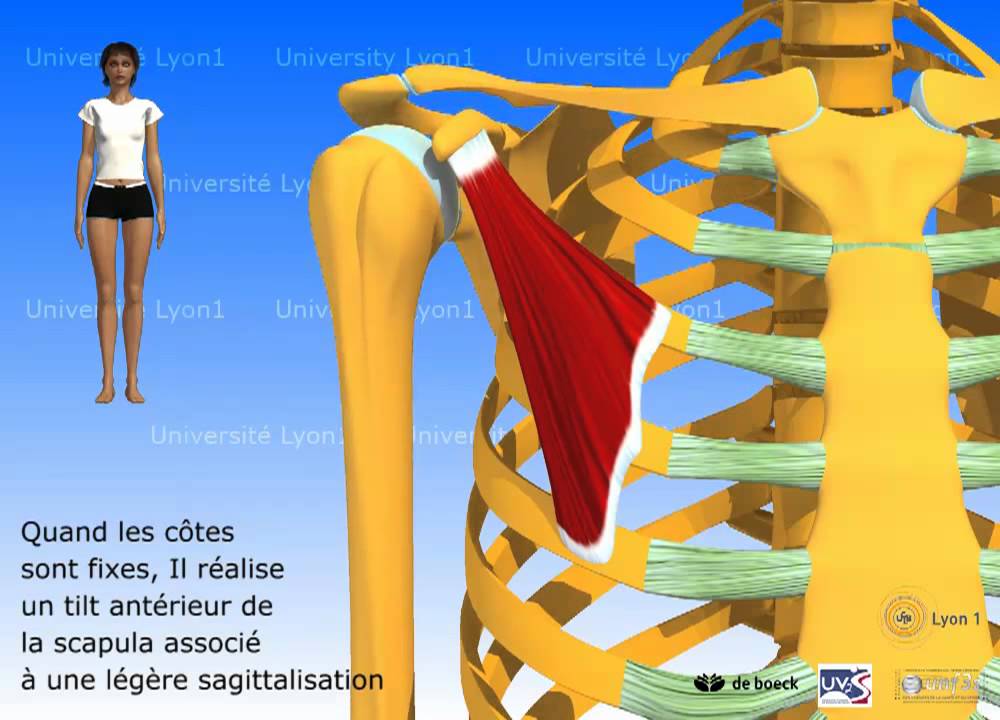 Muscle petit pectoral - YouTube