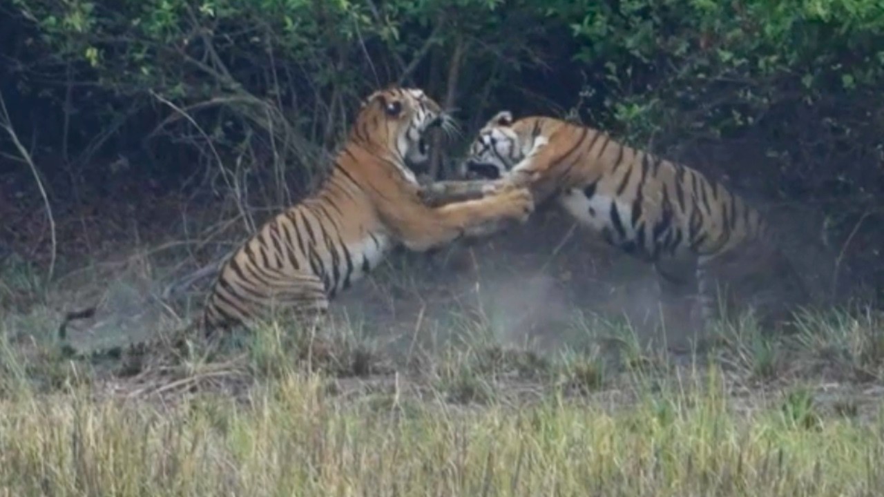 Two Wild Tigers Explode Into a Brutal Fight Caught on Camera - YouTube
