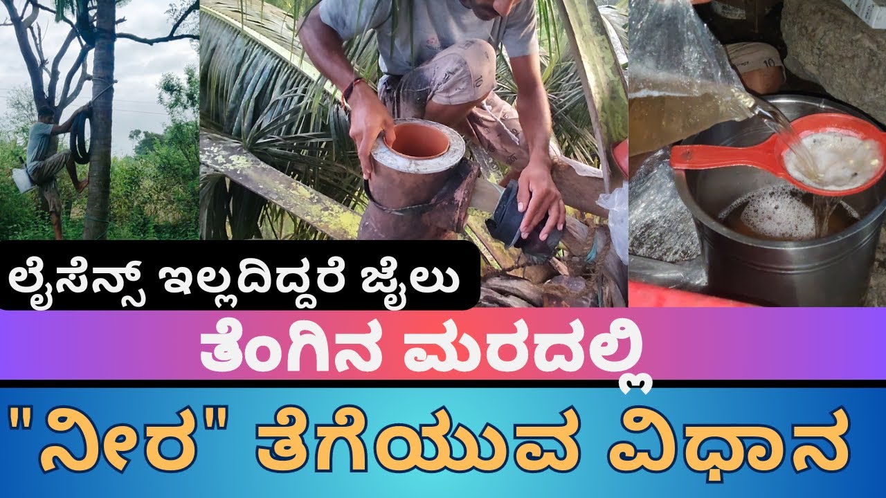 How to extract "Neera" from coconut tree| coconut neera - YouTube