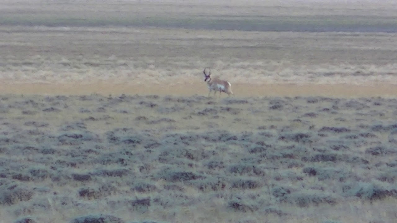 2018 Pronghorn Antelope Long Range Shooting - Long Version - YouTube