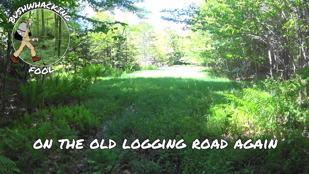 Getting Back to the Old Logging Road Again | Wilderness Lakes Tract ...