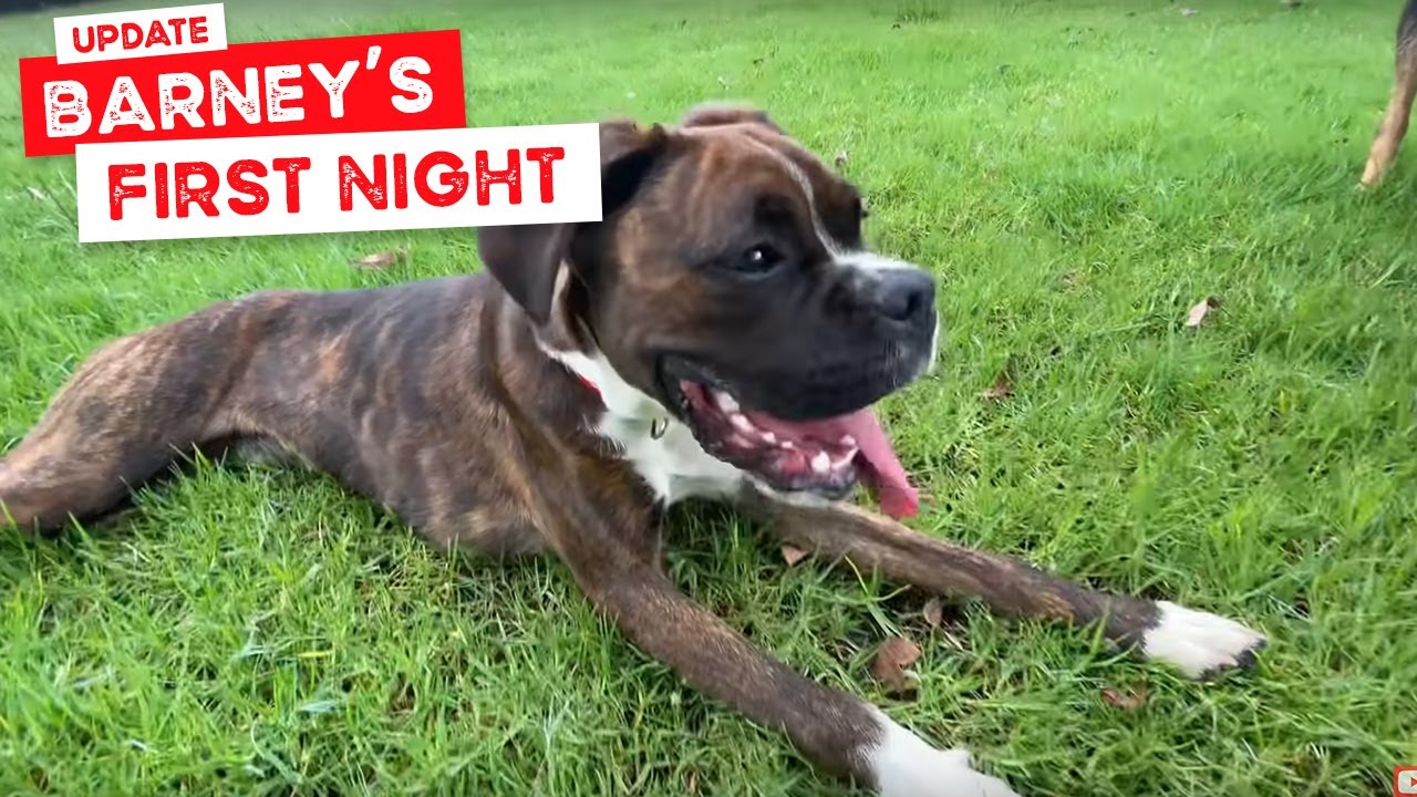 Update on how Barney the Boxer went on his first night and the other ...