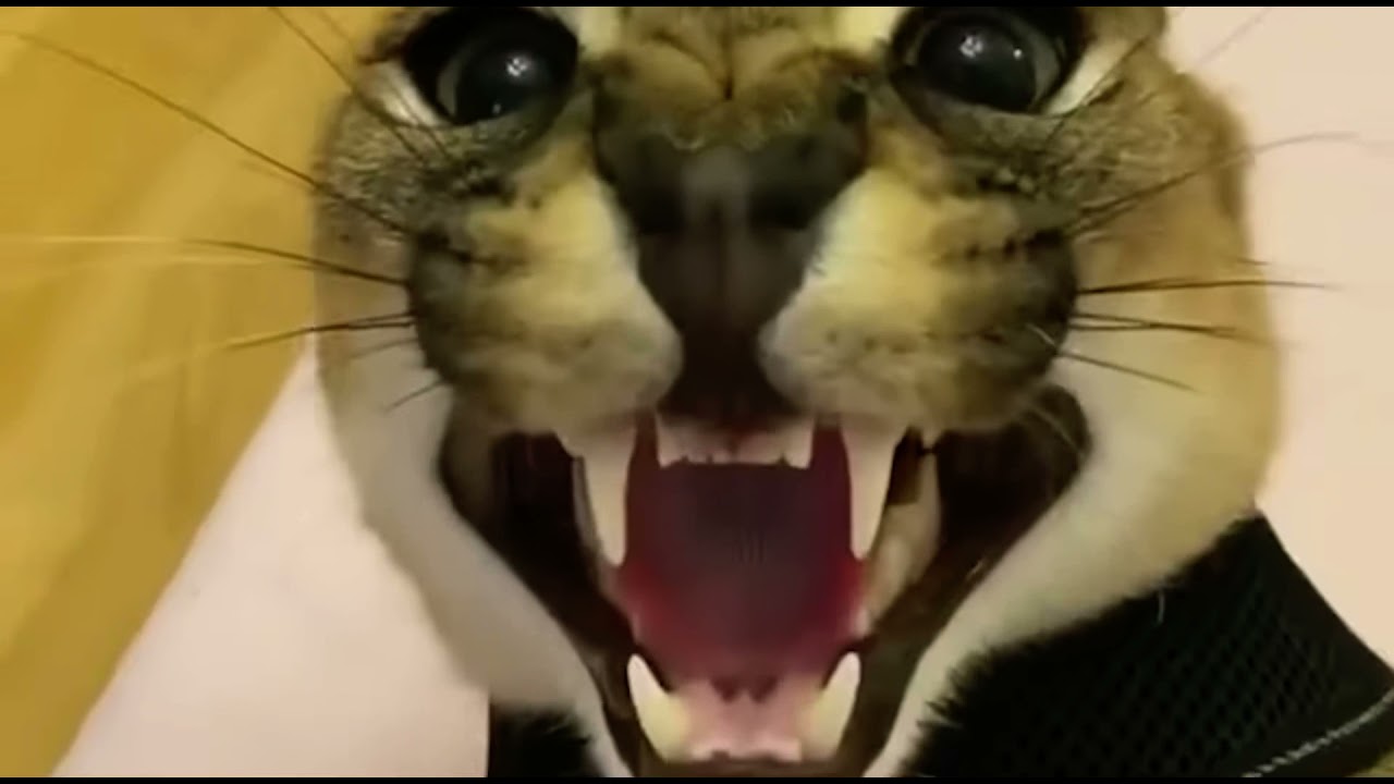 Hecker hissing meme - YouTube