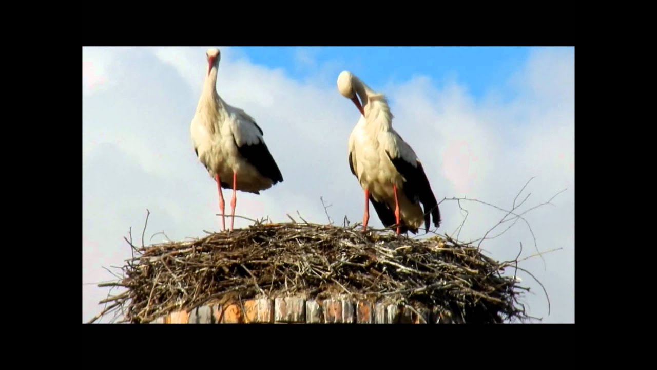Valge-toonekurg (Ciconia ciconia) 2 - YouTube