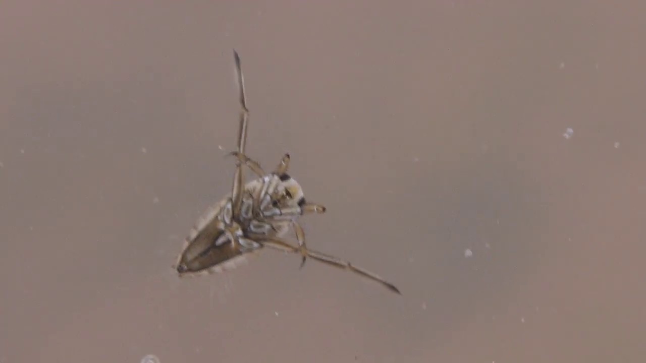 [見島のいきものたち 274]マツモムシ Notonecta triguttata の遊泳 - YouTube