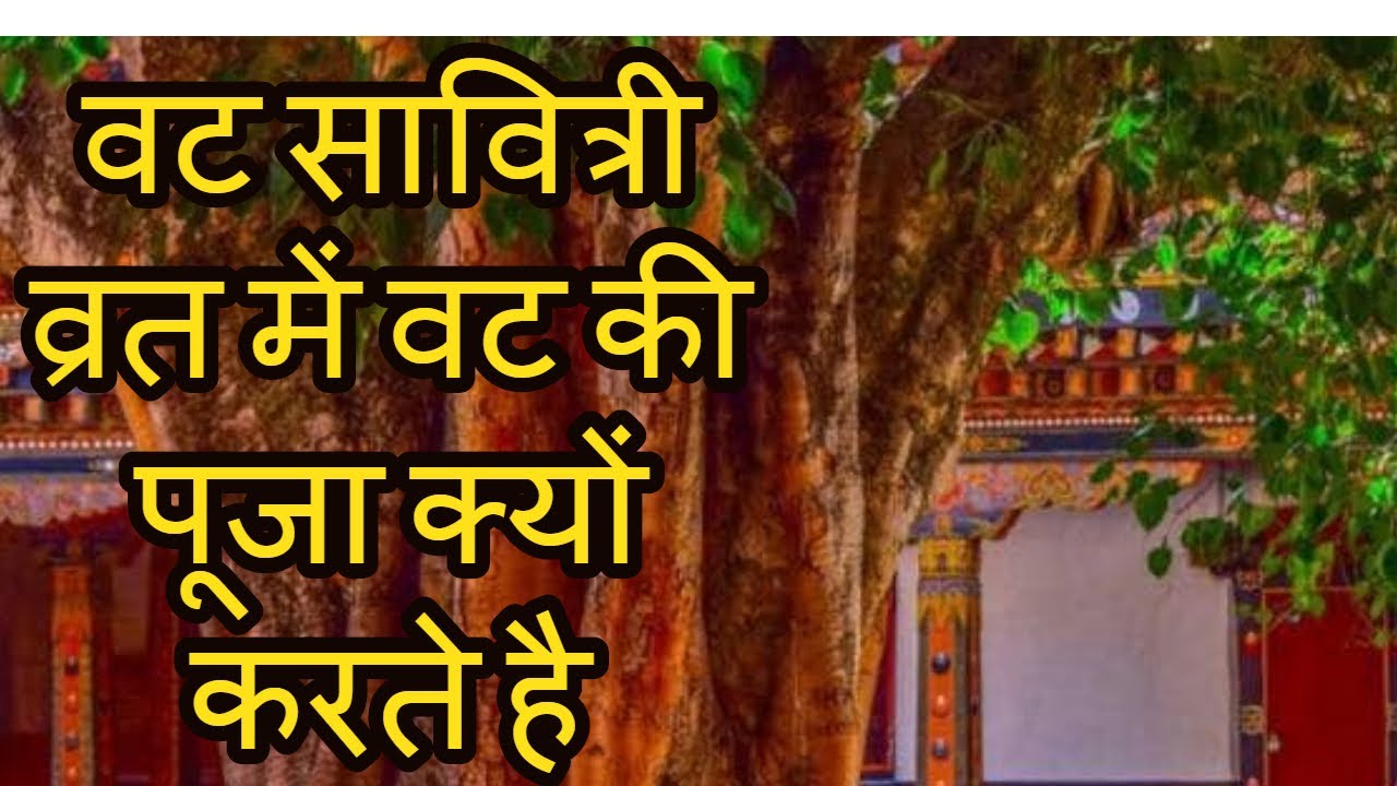 वट सावित्री व्रत में वट की पूजा क्यों करते है/Banyan Tree importance ...