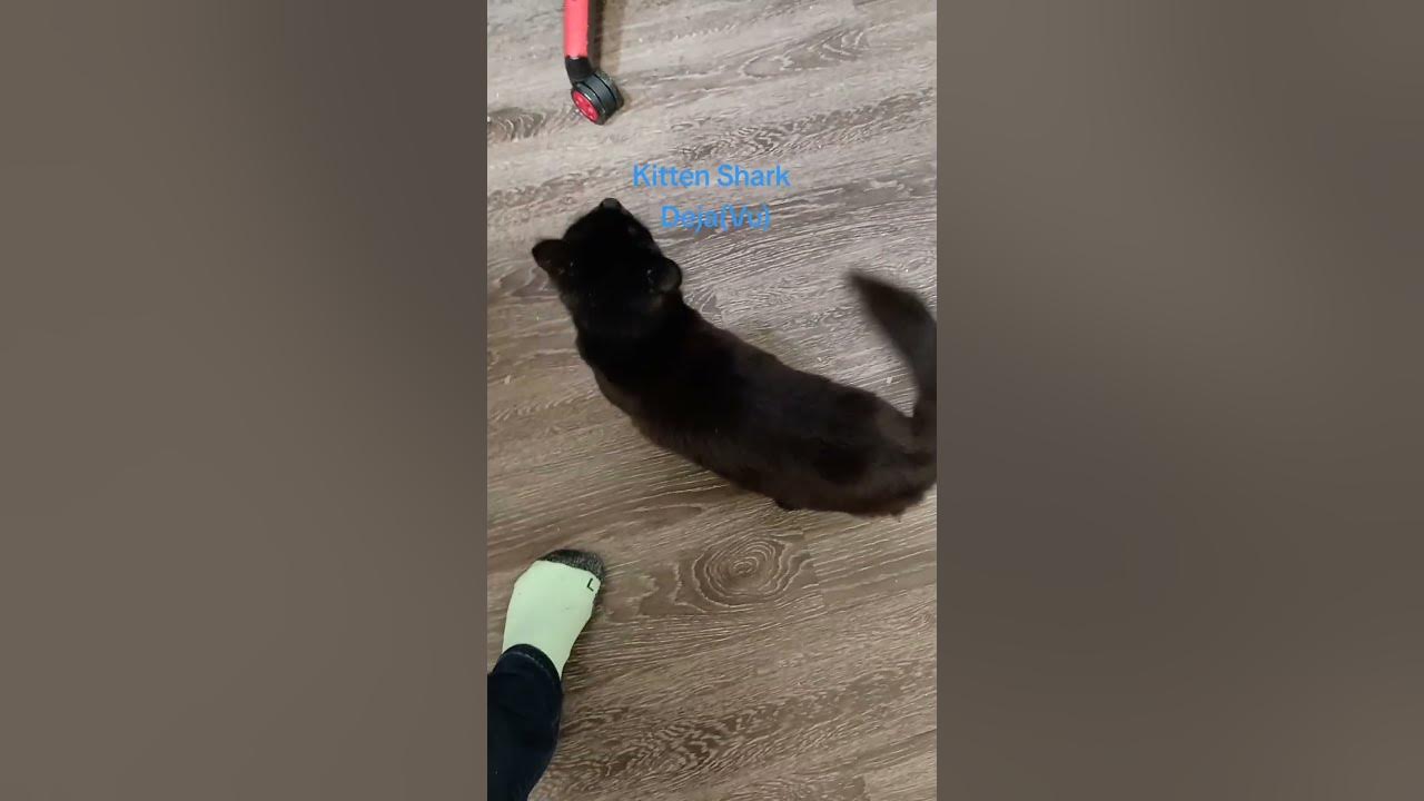 Deja(Vu)! kitten shark #cat #blackcats #dejavu #kitten #kittenshark - YouTube