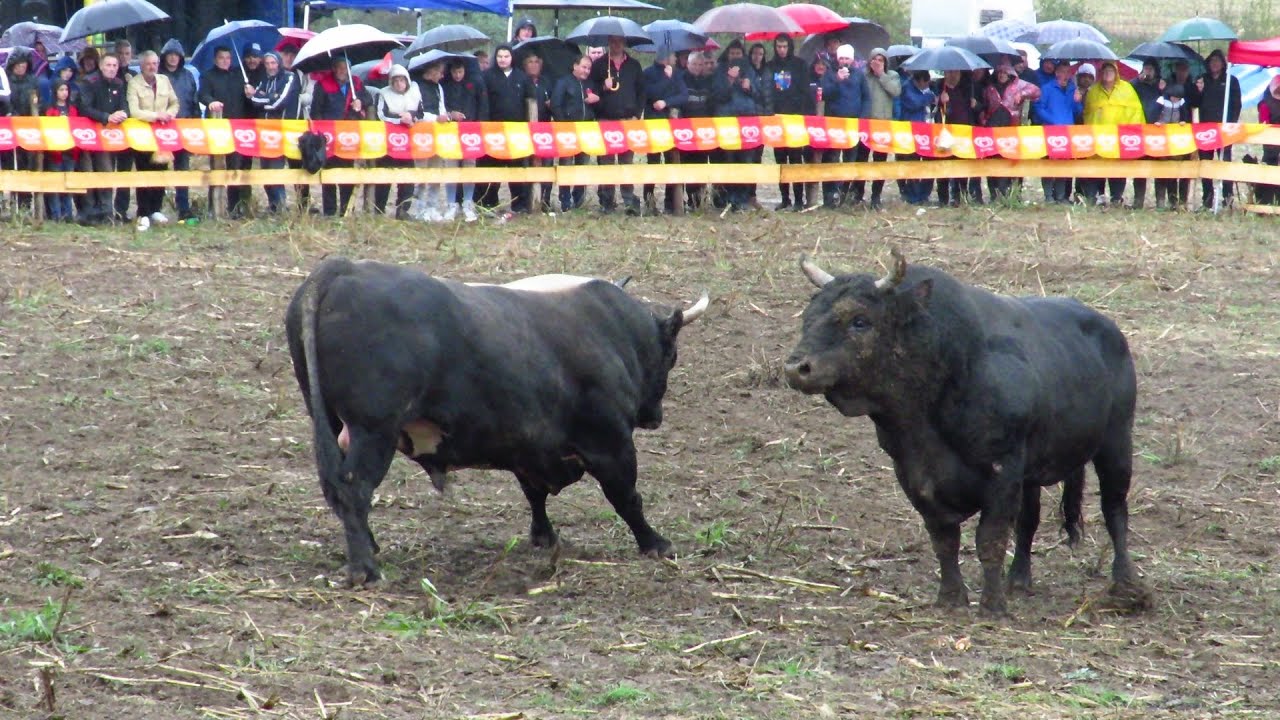Garonja od Dario i Marin Šamija vs Jelenko od Mijo Pavlović Brestovsko ...